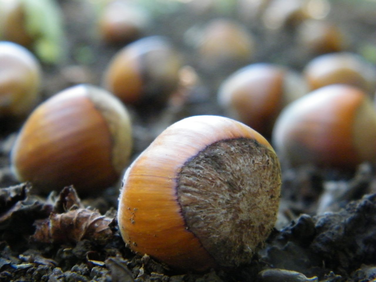 Biocontrol de tizón en avellano europeo